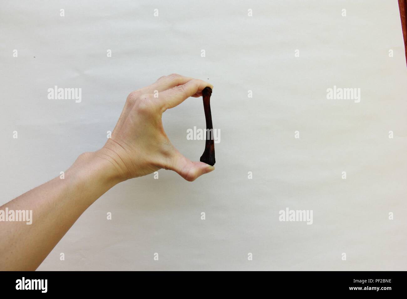 bone acid experiment in soda, did not bend but darkened the bone color ...