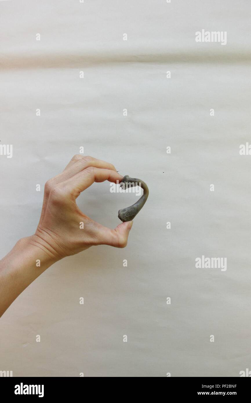 bone acid experiment in vinegar, bone became rubbery Stock Photo - Alamy