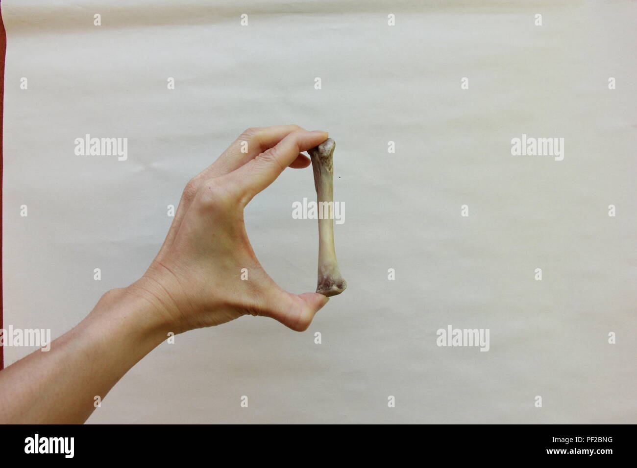 bone water acid experiment, bone stays strong Stock Photo - Alamy