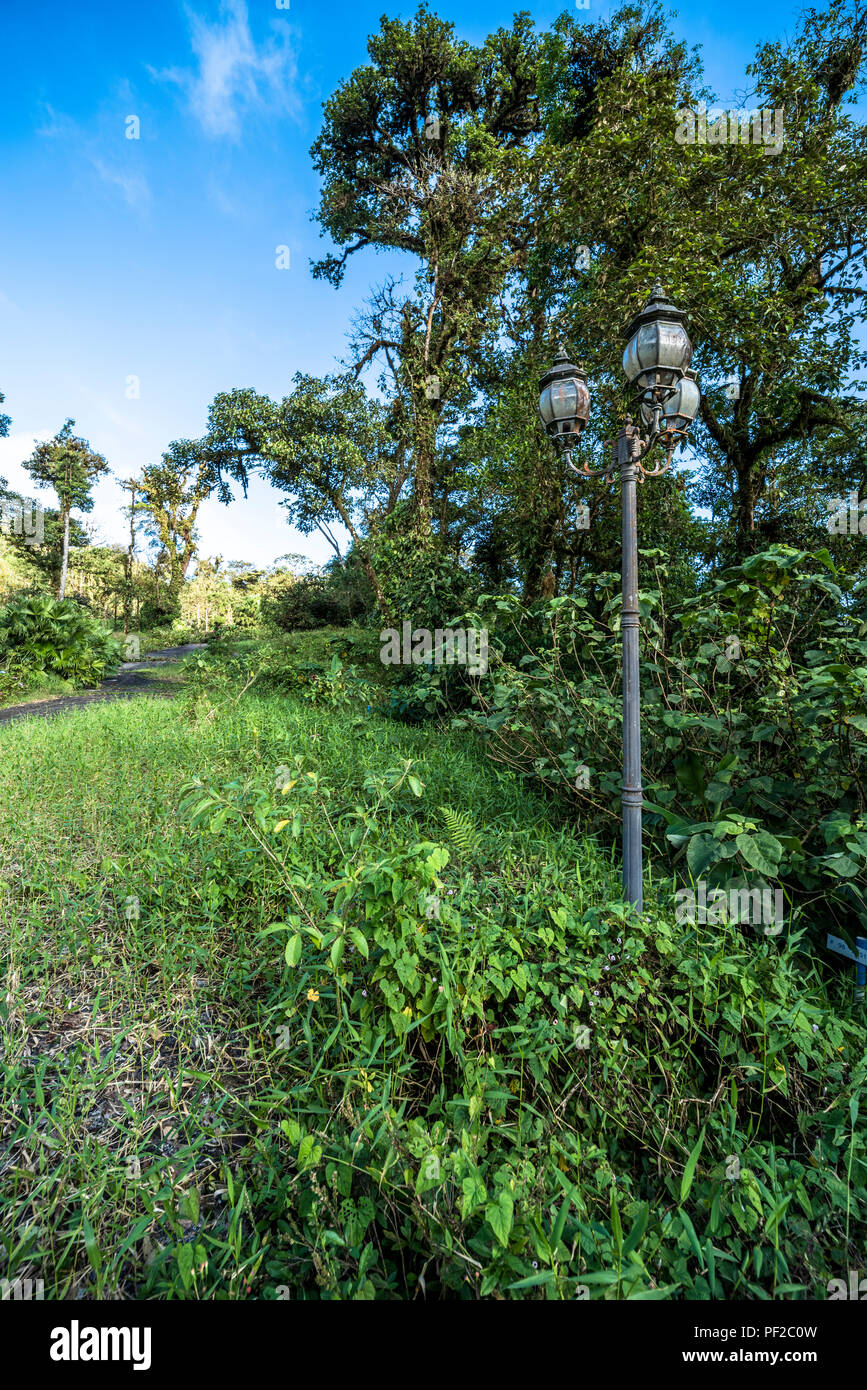 Overgrown lamppost hi-res stock photography and images - Alamy