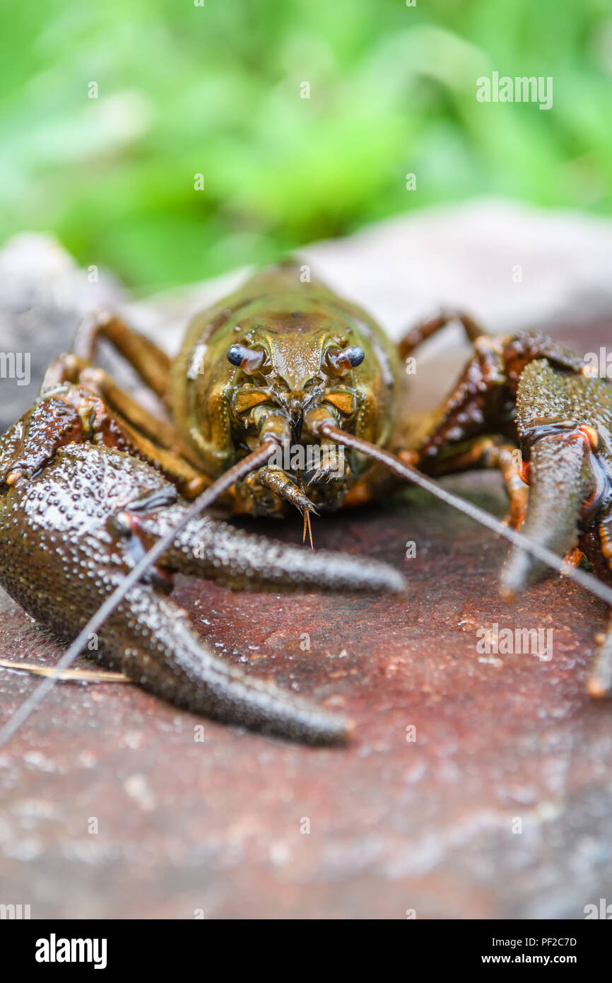 Live crawfish hi-res stock photography and images - Alamy