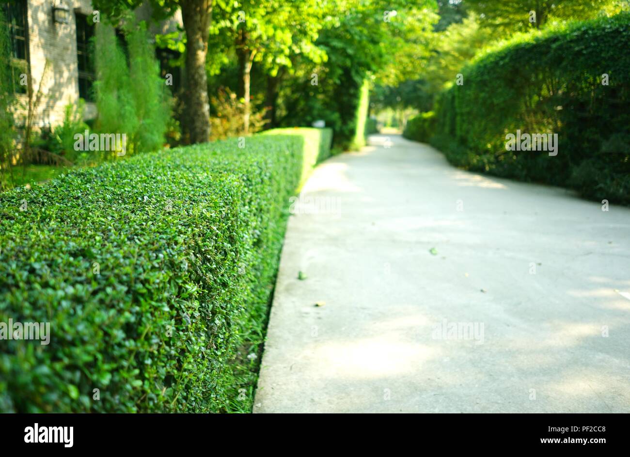 Curve concrete pathway with green trimmed bush hedge in the park Stock ...