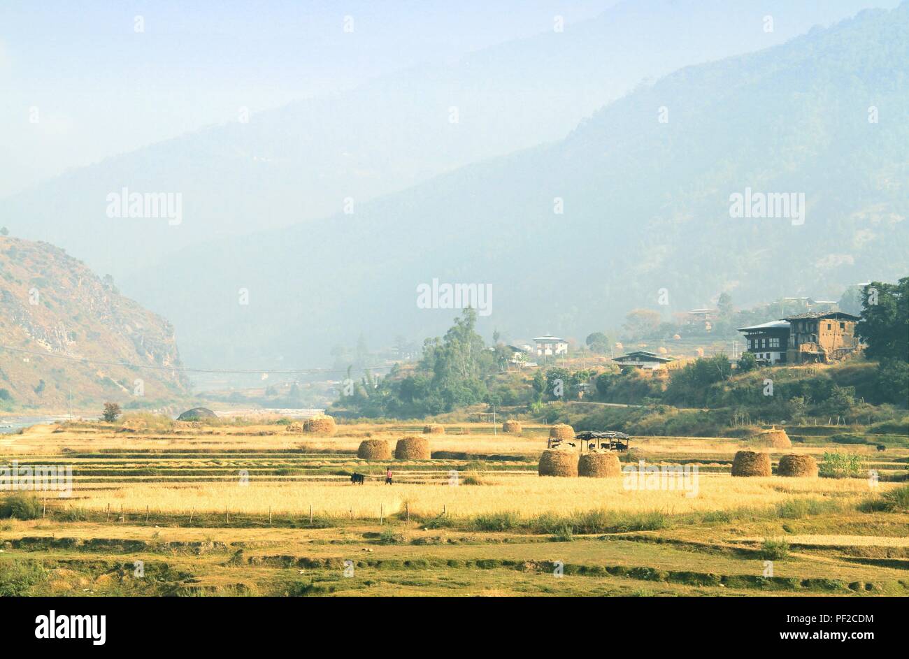 Bhutanese farmer and his cow walking in post harvesting rice field at ...