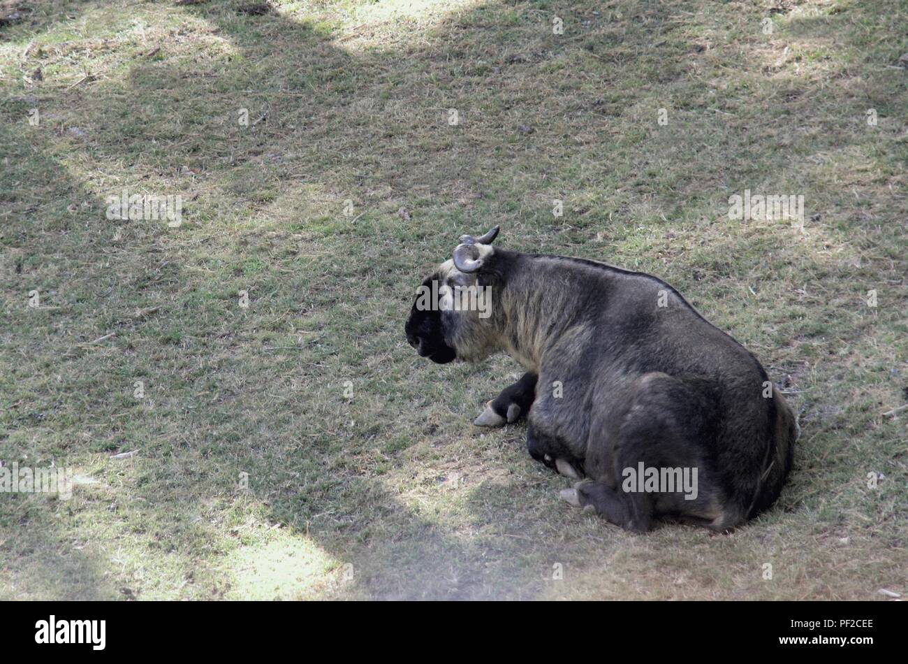 Takin goat-cow (Burdorcastaxicolor) is national animal symbol of Bhutan ...