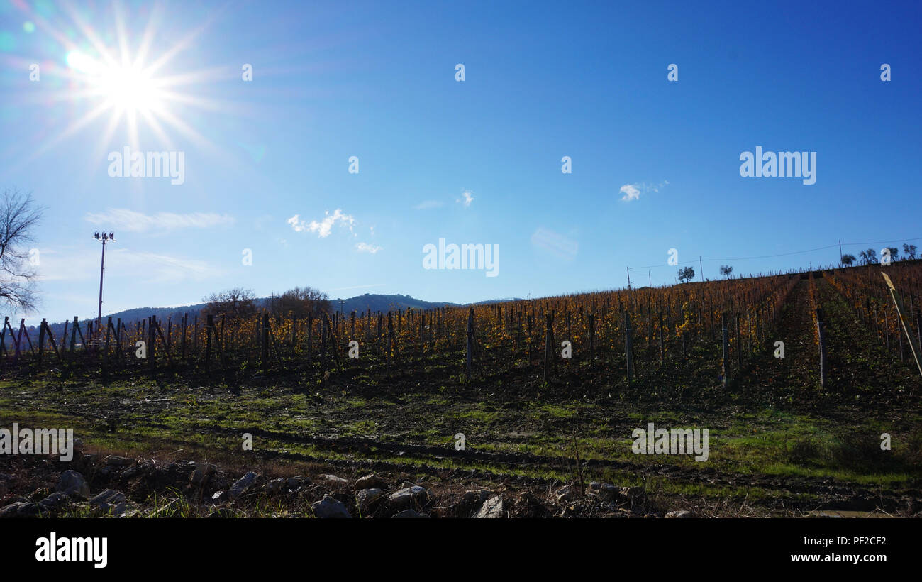 Wineyard located in Siena, Italy in the winter Stock Photo - Alamy