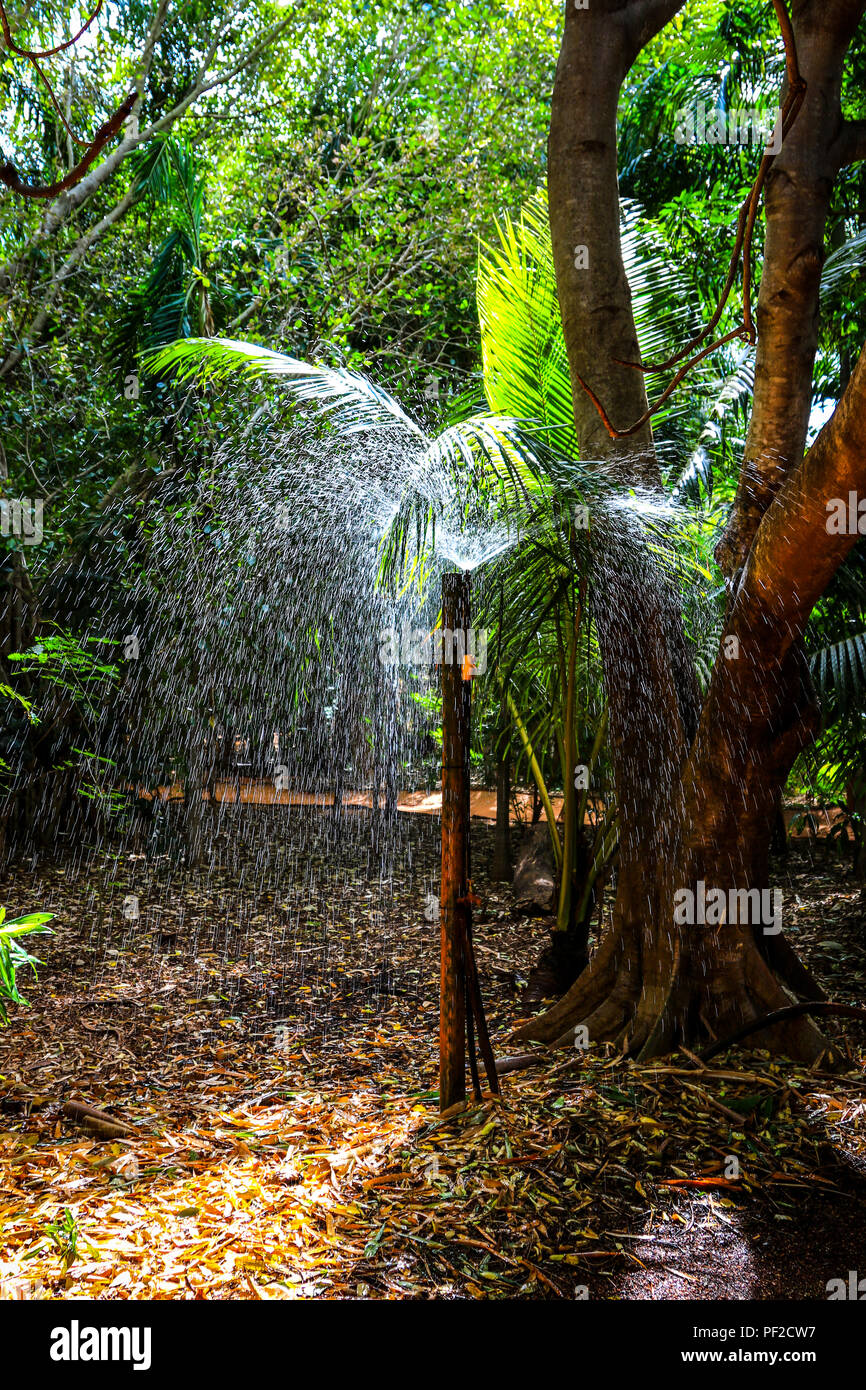 water sprinkler spraying water over palm tree Stock Photo - Alamy