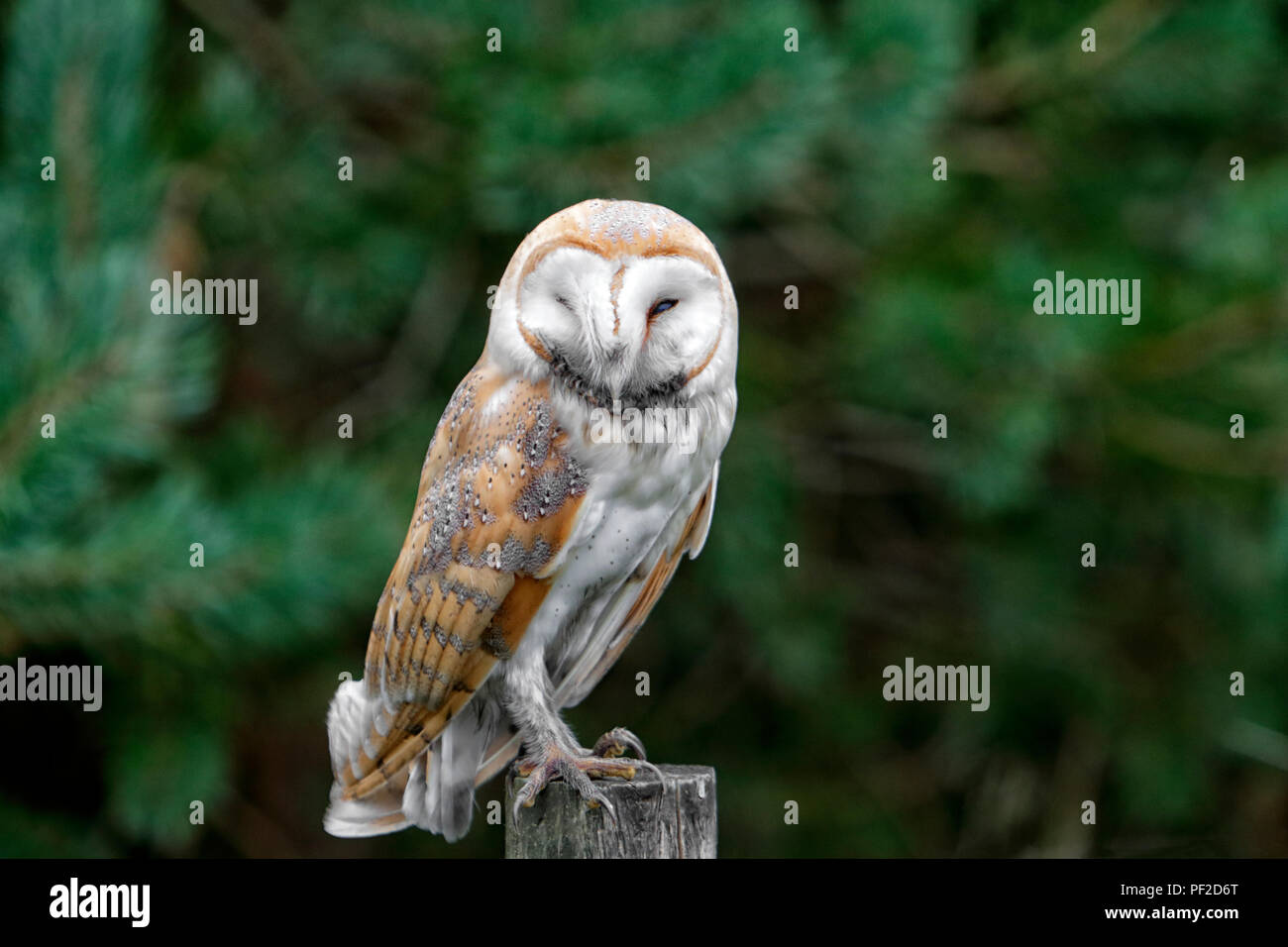 A wild Barn Owl (Tyto alba) photographed in Timble forest, North ...