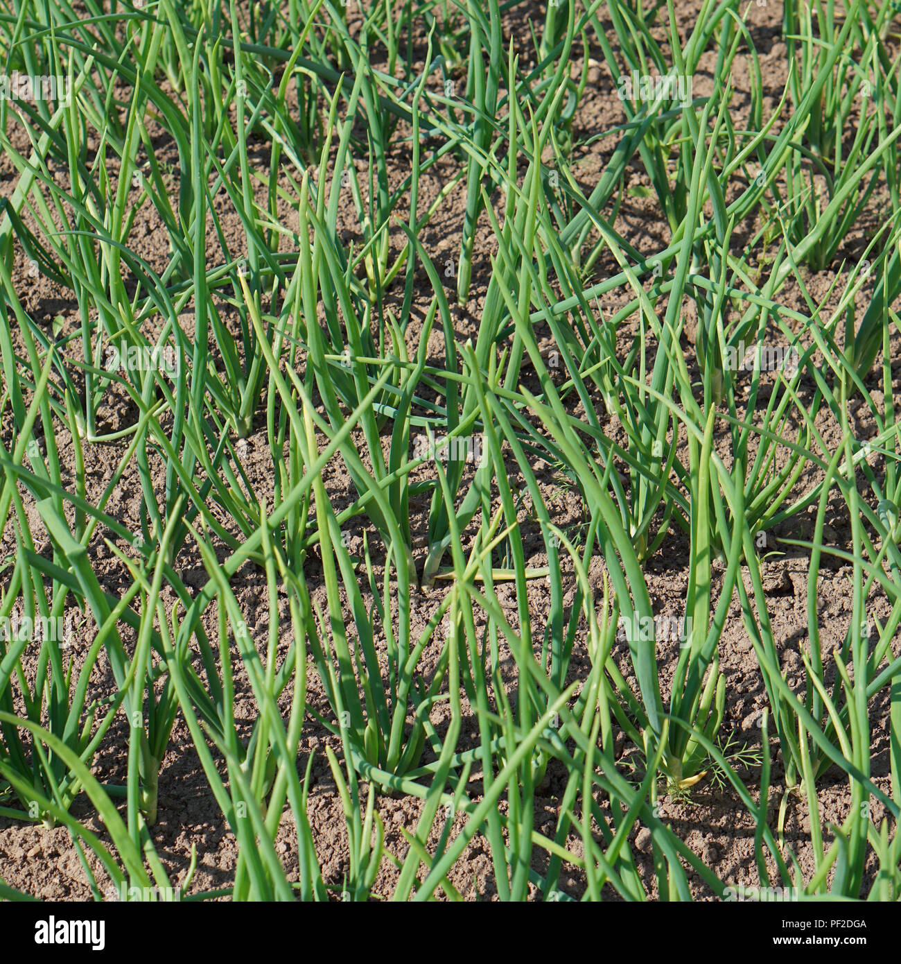 green leaves of onion. Organic food. Young plants Stock Photo - Alamy