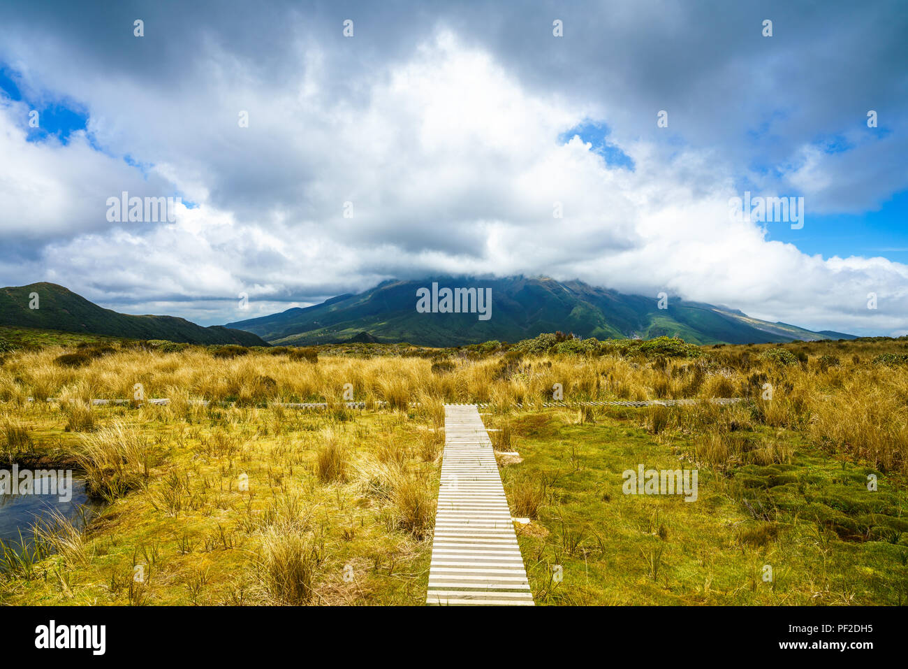hiking the mangorei track,mount egmont national park, mount taranaki ...