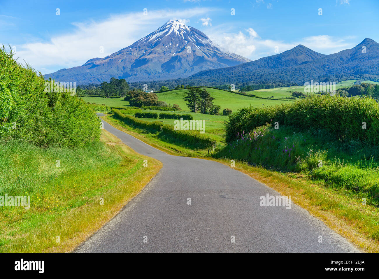 on the road, lush grass, farms and cows infront of cone volcano mount ...
