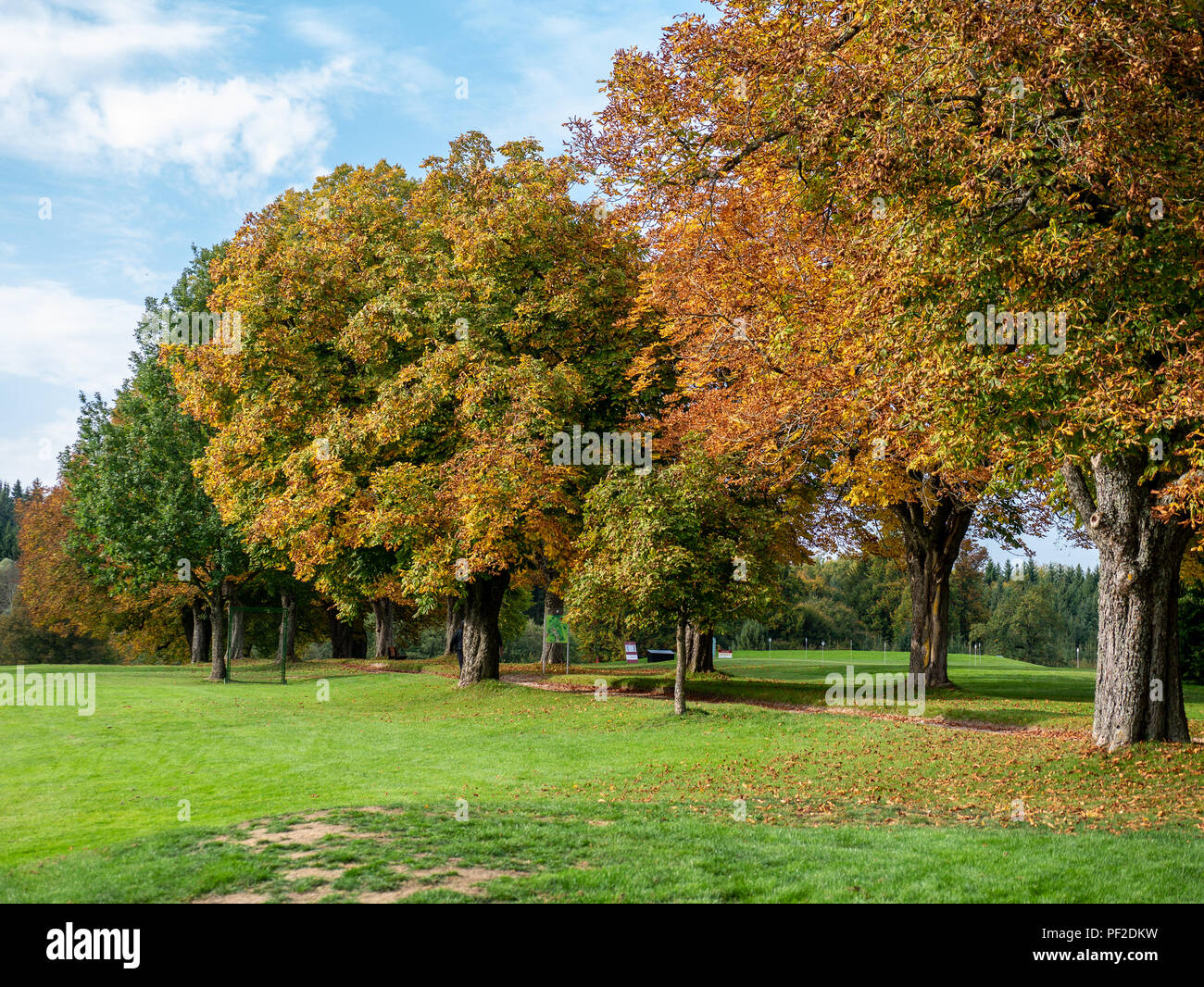 Big trees with colored autumn leaves on the countyside. alley Stock ...