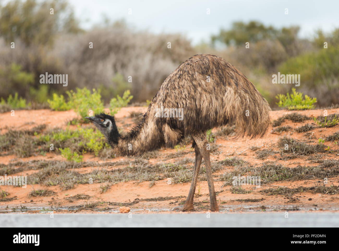 dromaius noveahollandia,, Emu drinking from a puddle by the road ...