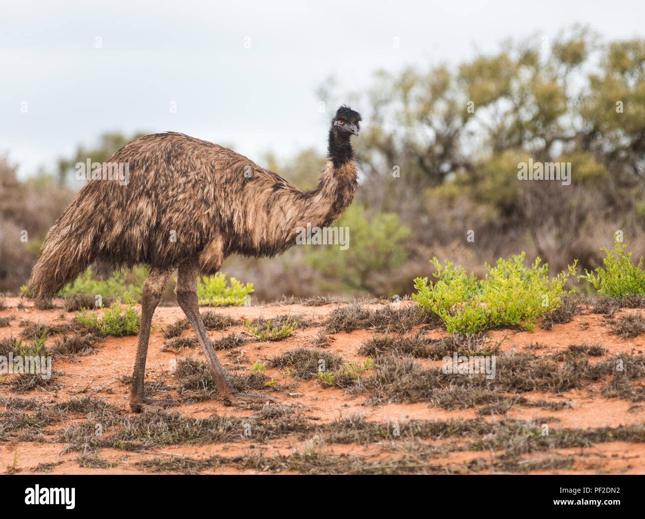 dromaius noveahollandia,, Emu Standing in the bush, Western Australia ...