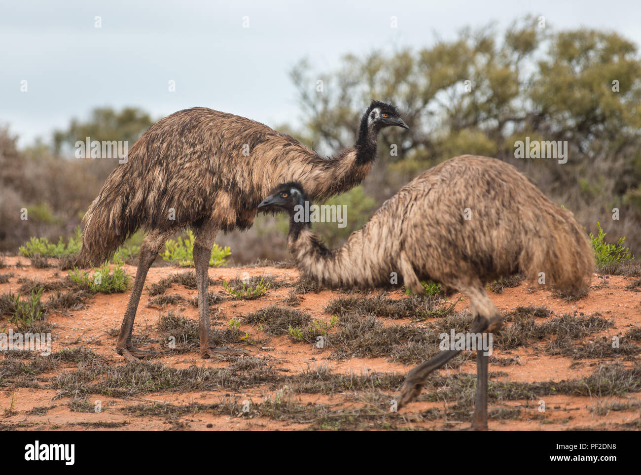 Emu Bush Stock Photos & Emu Bush Stock Images - Alamy
