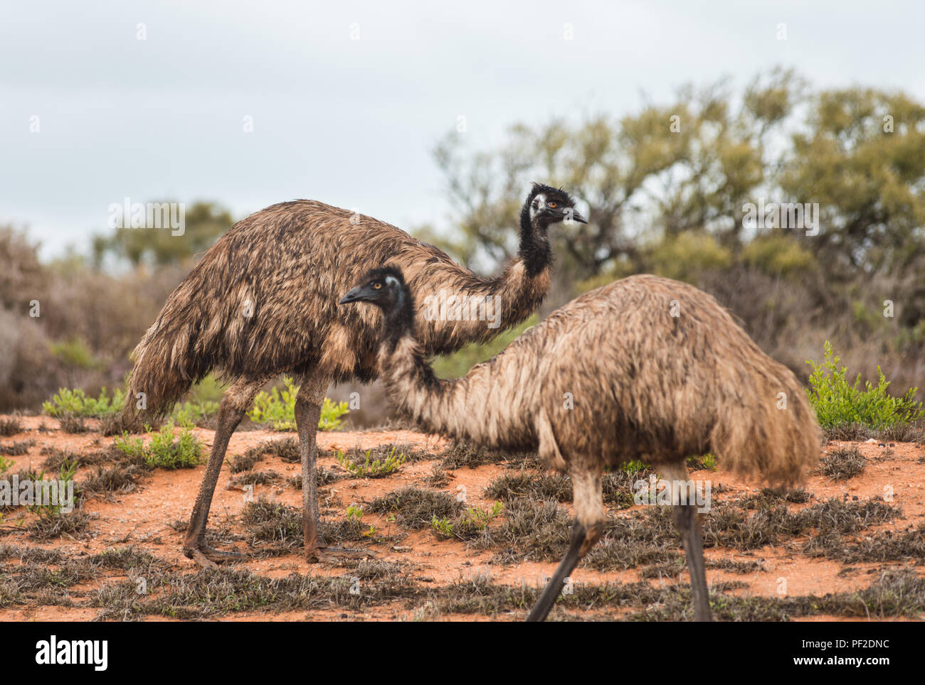 dromaius noveahollandia, Two Emus passing each other in the bush in ...