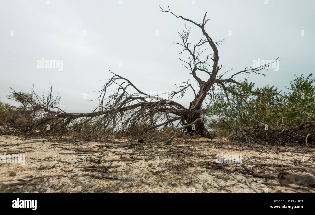 Old scrubs at the beach at shark bay, western Autralia Stock Photo - Alamy