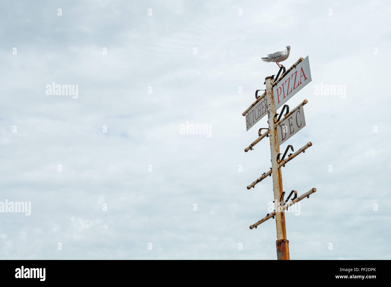 white sea gull standing on a sign at Shark Bay city, WA, Western ...