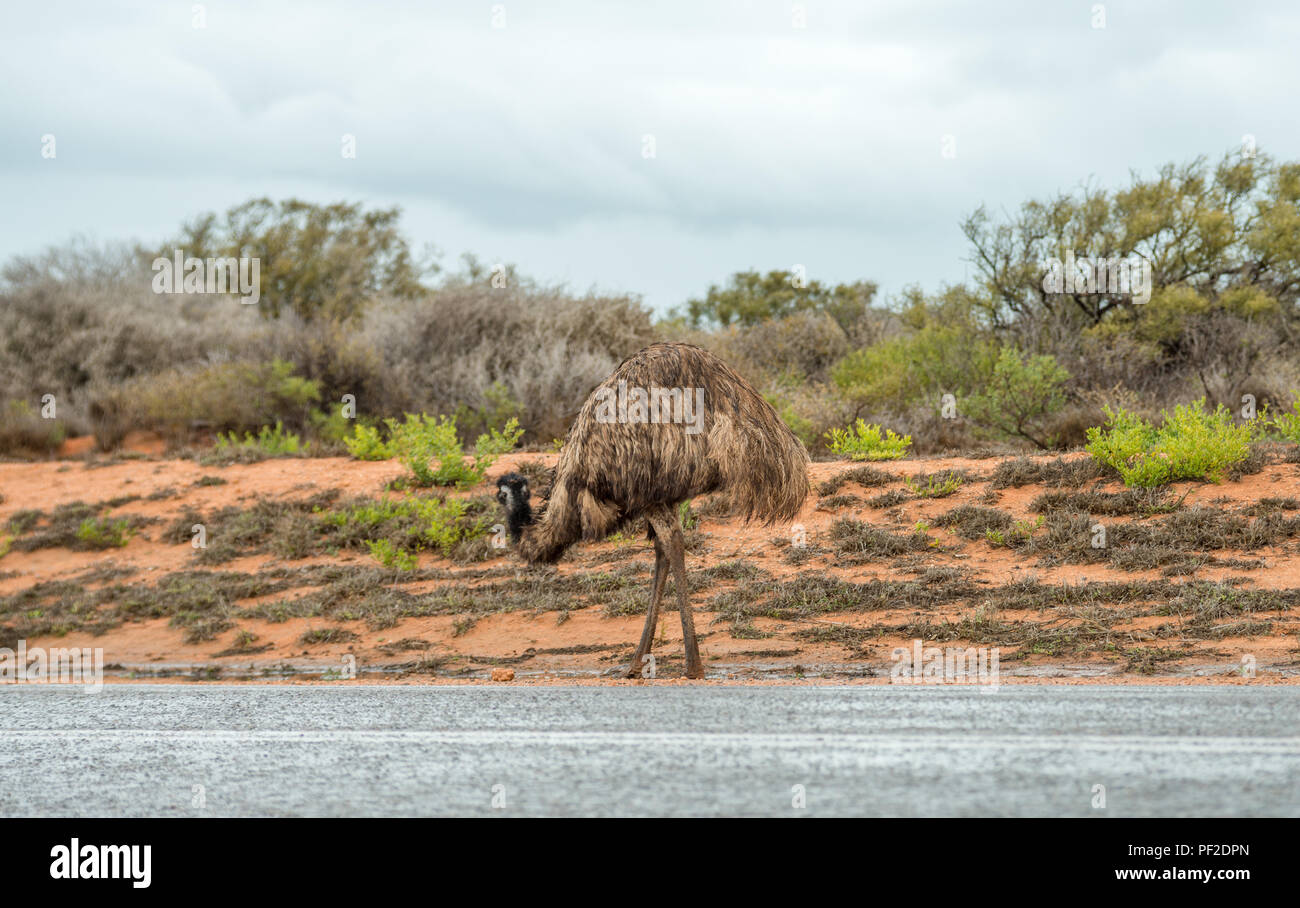 dromaius noveahollandia, Emu drinking from a puddle by the road ...