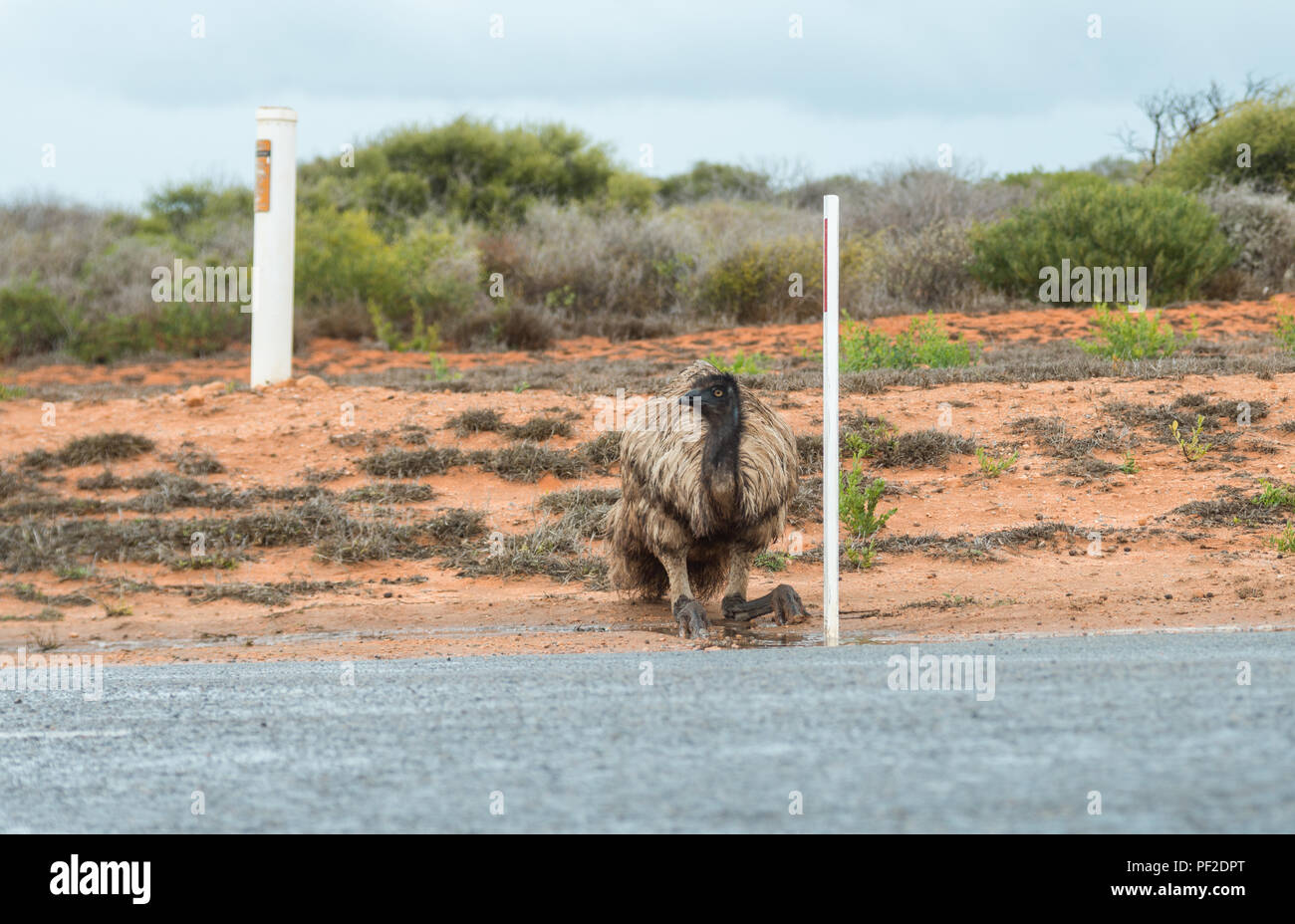 dromaius noveahollandia, Emu drinking from a puddle by the road ...