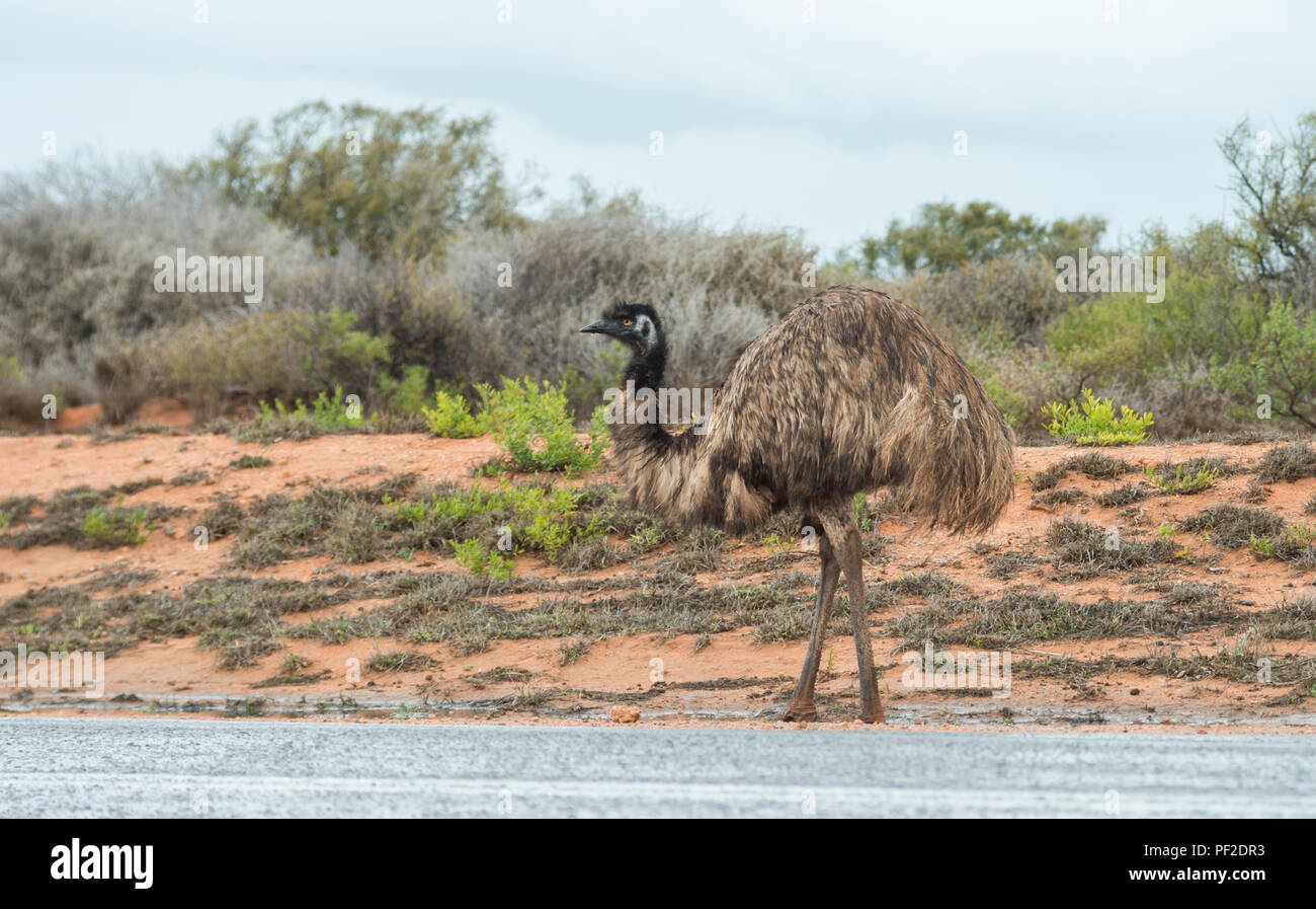 dromaius noveahollandia, Emu drinking from a puddle by the road ...