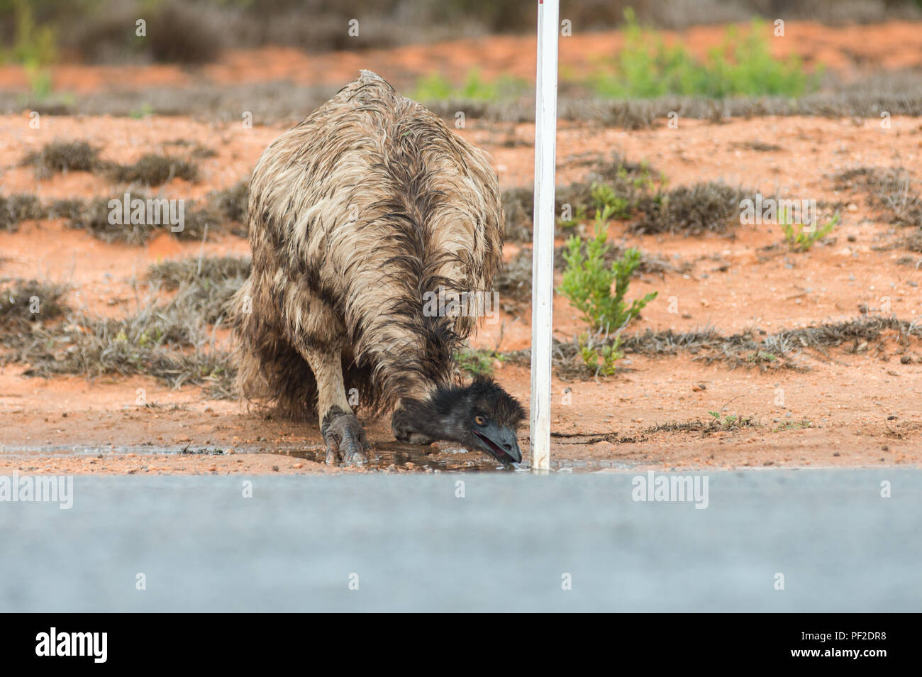 dromaius noveahollandia, Emu drinking from a puddle by the road ...