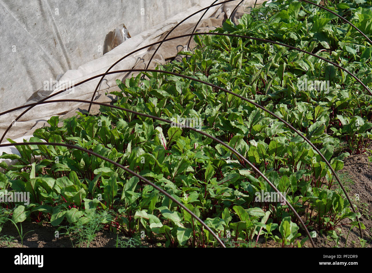 green leaves of beet and mangold on bed.Young plants Stock Photo - Alamy