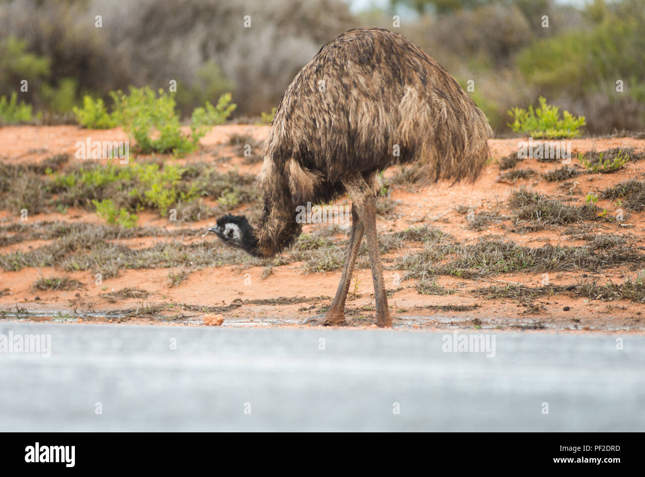 dromaius noveahollandia, Emu drinking from a puddle by the road ...