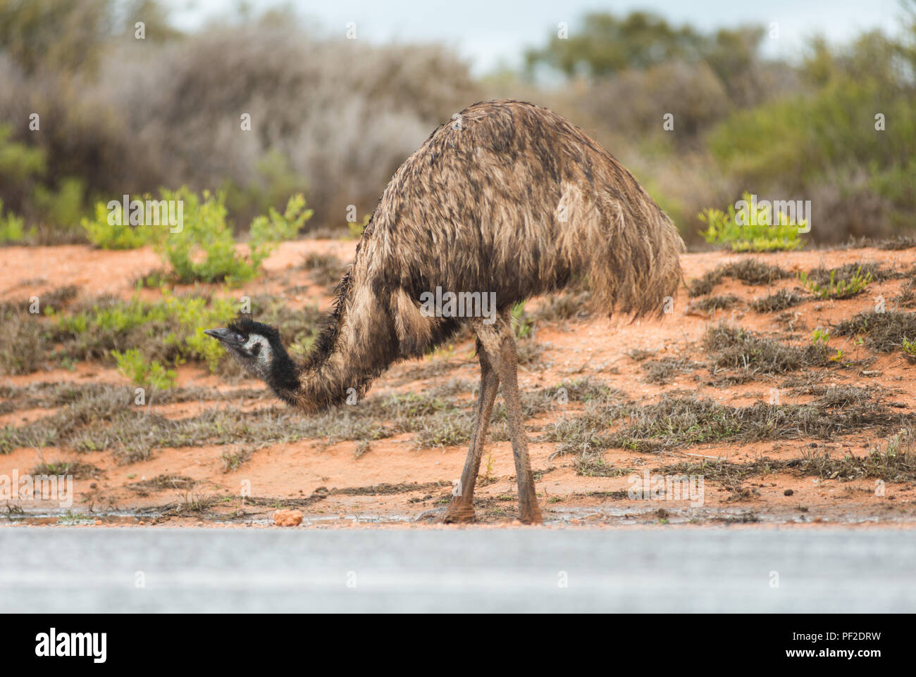 dromaius noveahollandia, Emu drinking from a puddle by the road ...