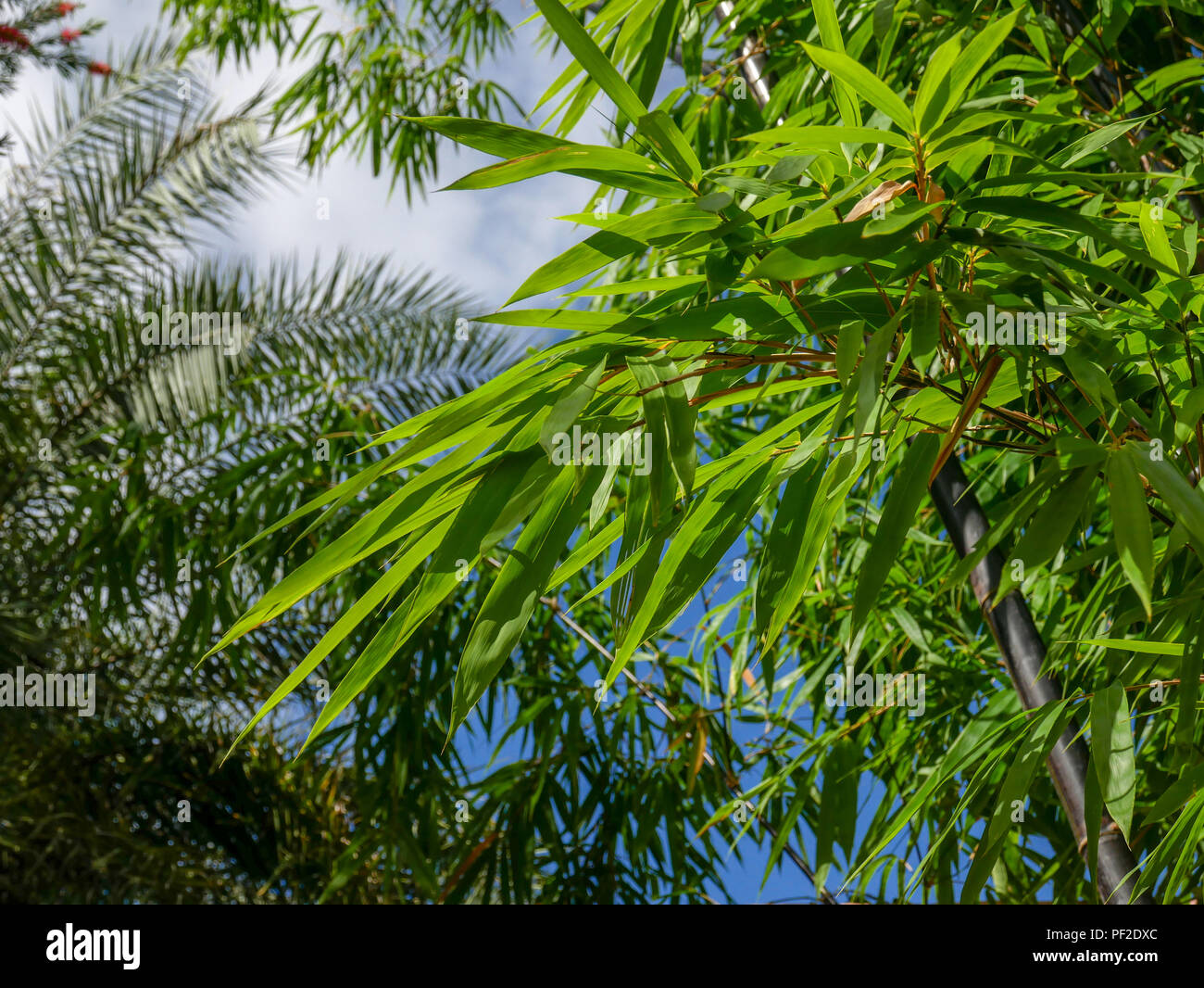 background texture green bamboo tree Stock Photo - Alamy