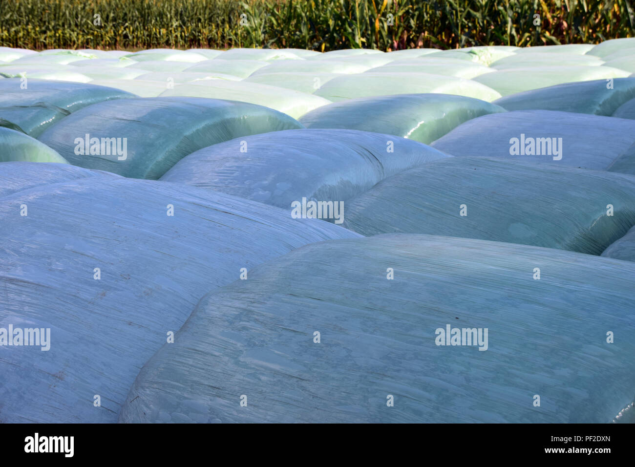 view over rows of grass bales, rows of green silage bales in front of a ...