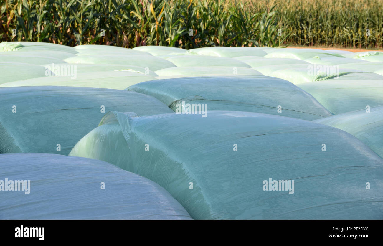 grass silage focus, rows of green silage bales in front of a big ...