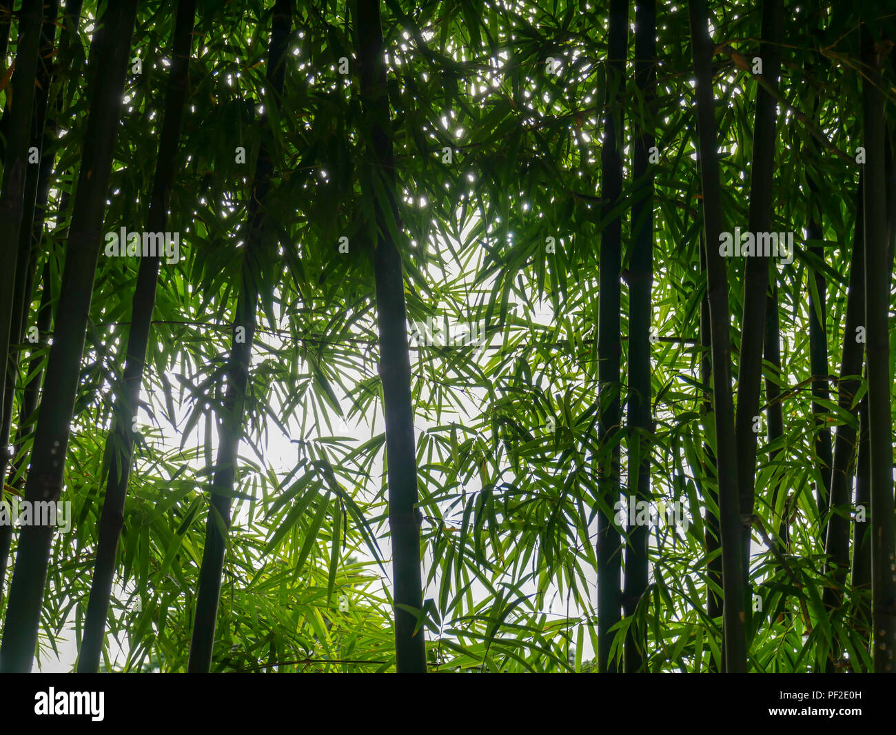 background texture green bamboo tree Stock Photo - Alamy