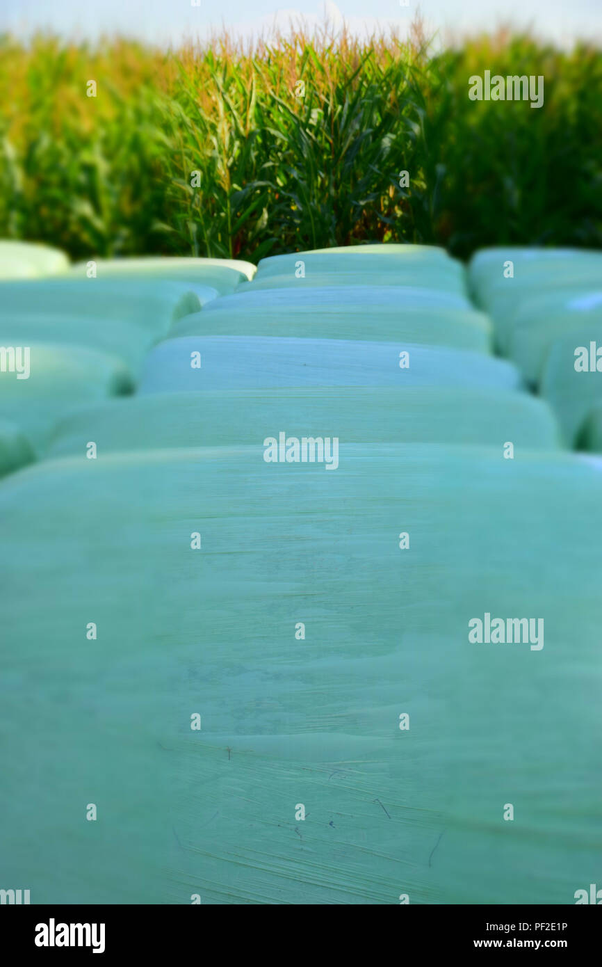 unusual representations of fodder bales, rows of green silage bales in ...