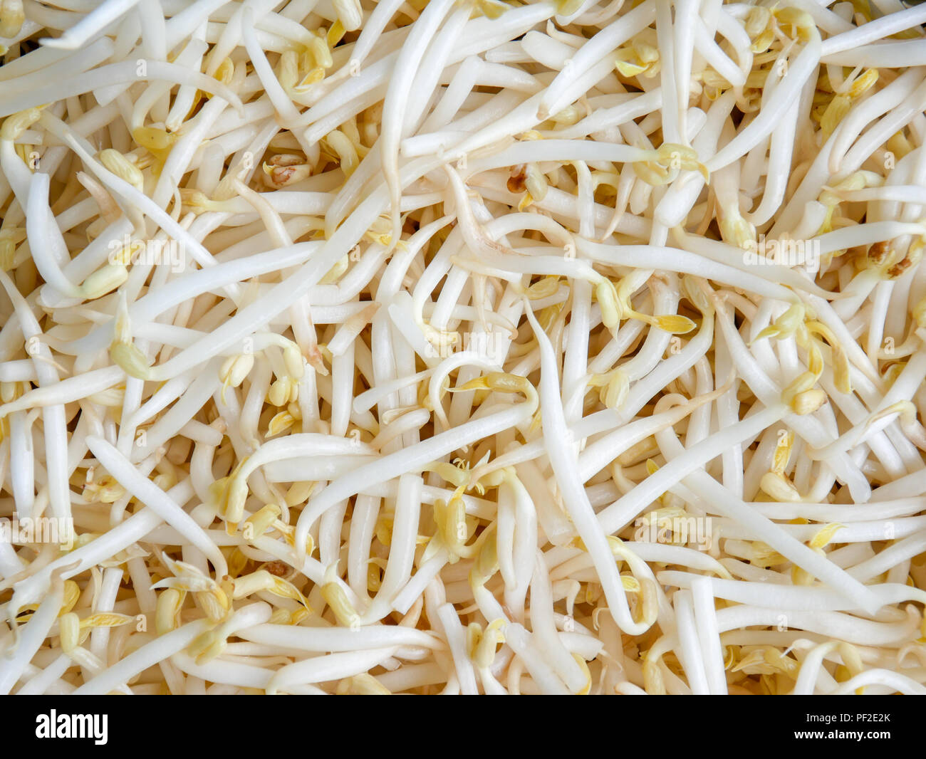 food background texture mung bean sprout Stock Photo - Alamy