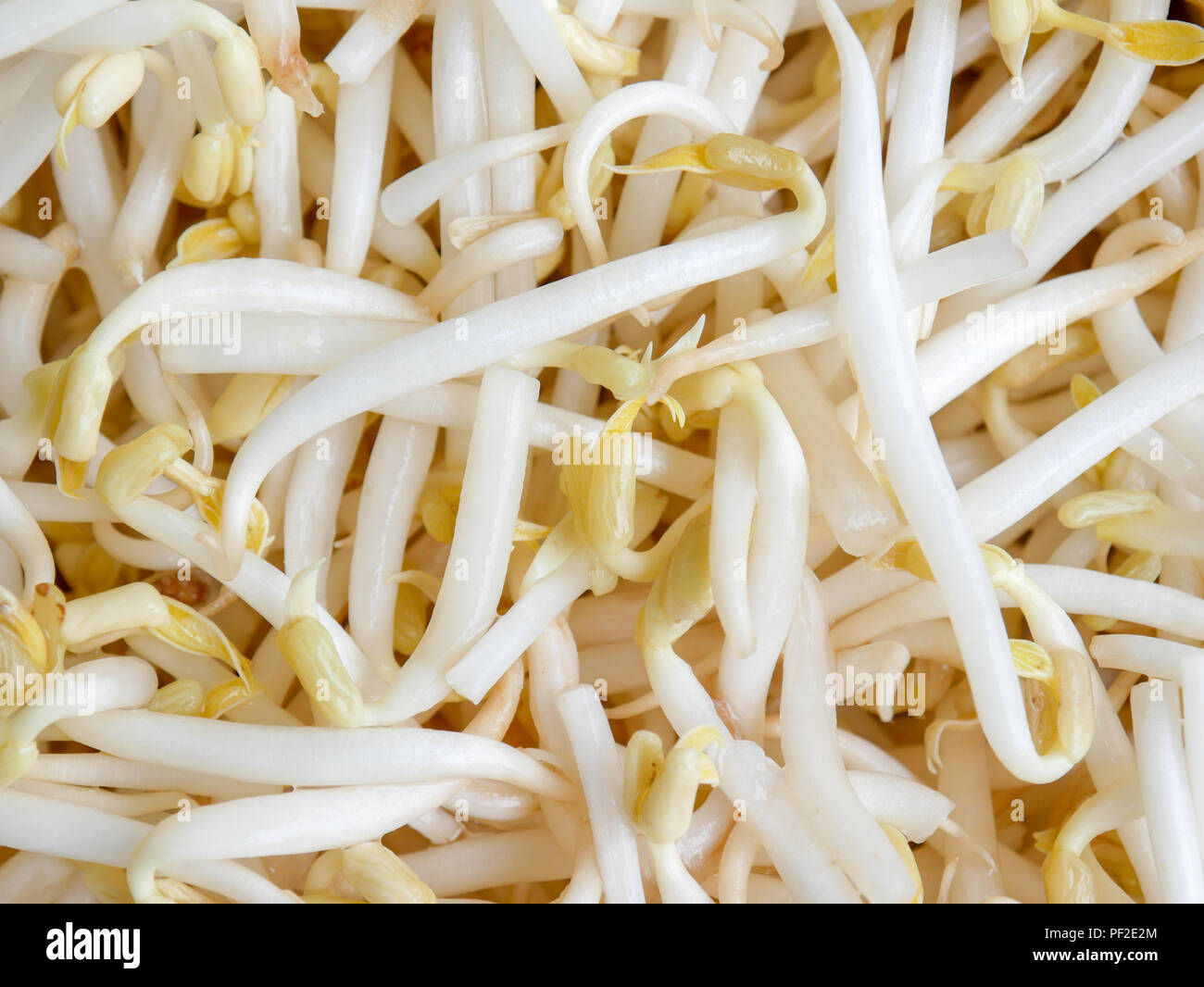 food background texture mung bean sprout Stock Photo - Alamy