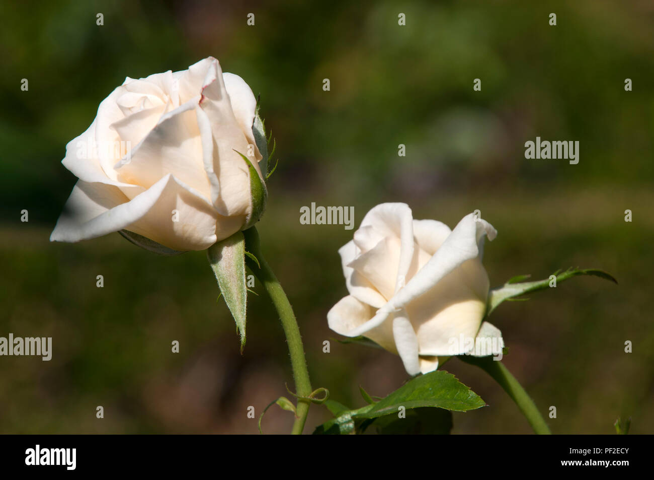 Sydney Australia, two cream rose flowers in the afternoon light Stock ...