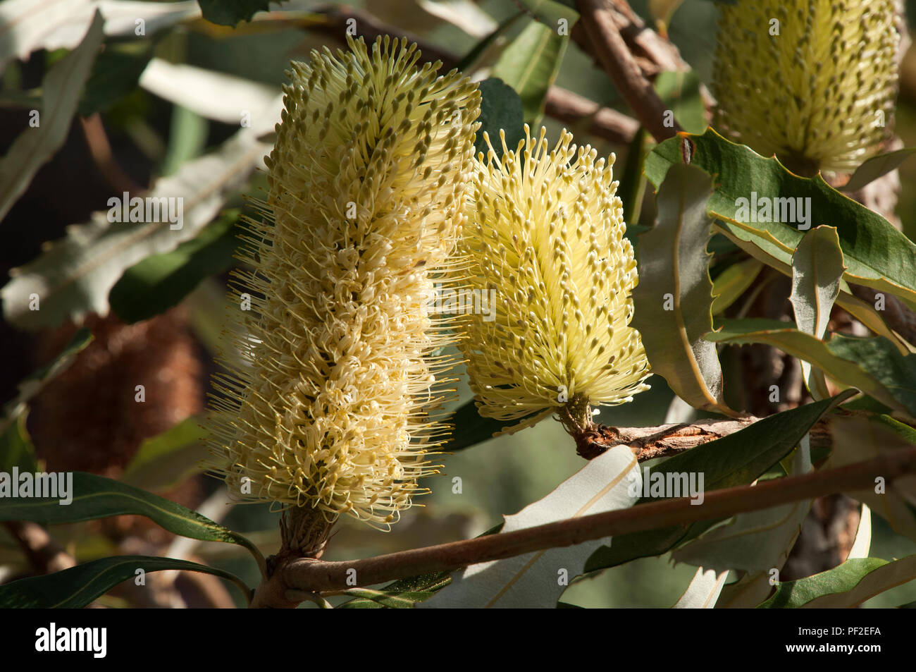 Western Australian Banksia Species High Resolution Stock Photography ...
