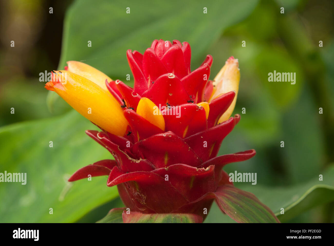 Sydney Australia, Costus barbatus with red inflorescence and bright ...