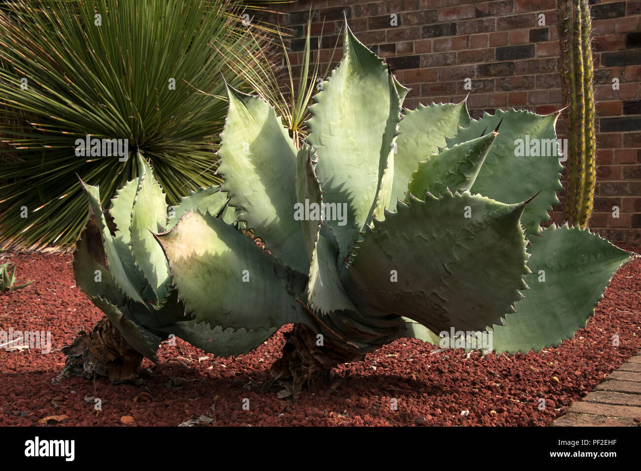 Sharp Edges Plant High Resolution Stock Photography and Images - Alamy