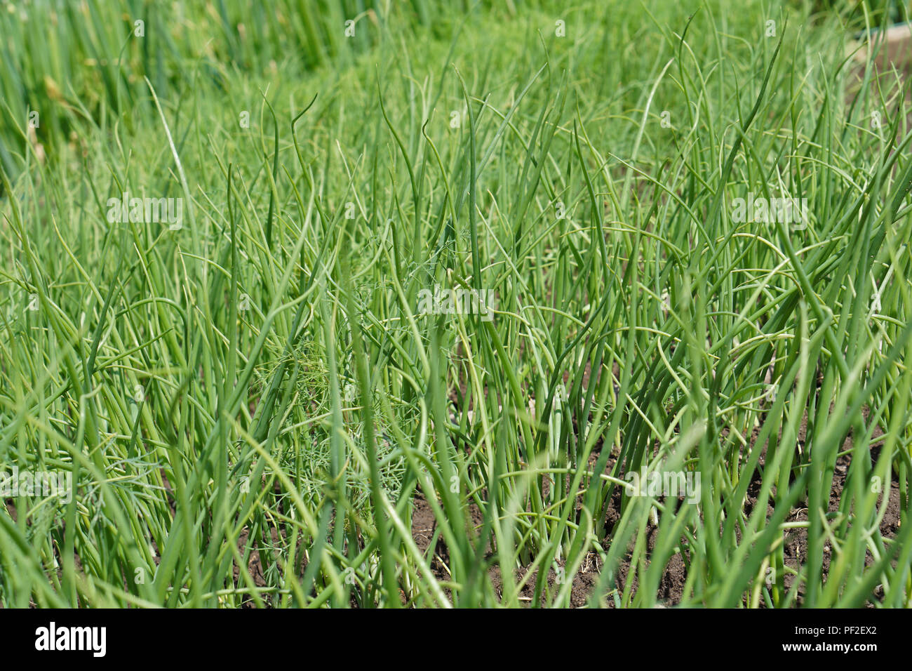 green leaves of onion. Organic food. Young plants Stock Photo - Alamy