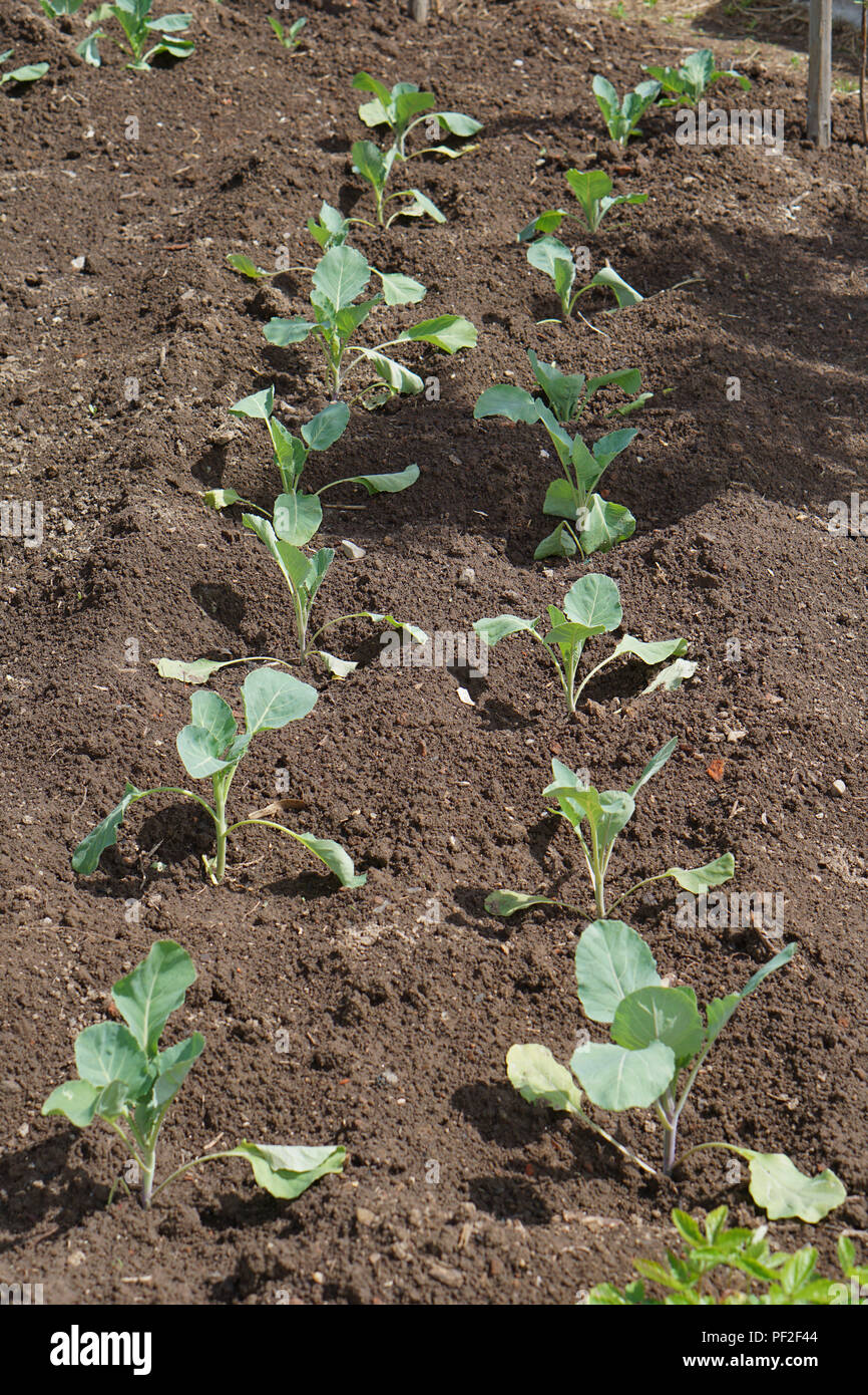 Green cabbage growth in row. Ogranic cabbage in garden. Ingredient in ...