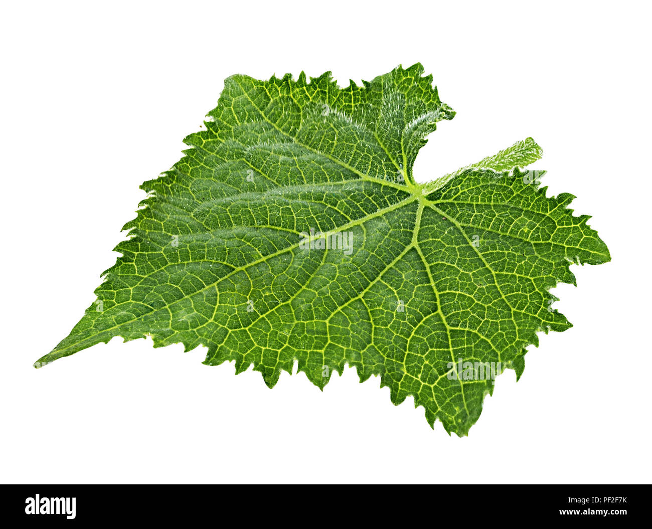 Cucumber leaf Cut Out Stock Images & Pictures - Alamy