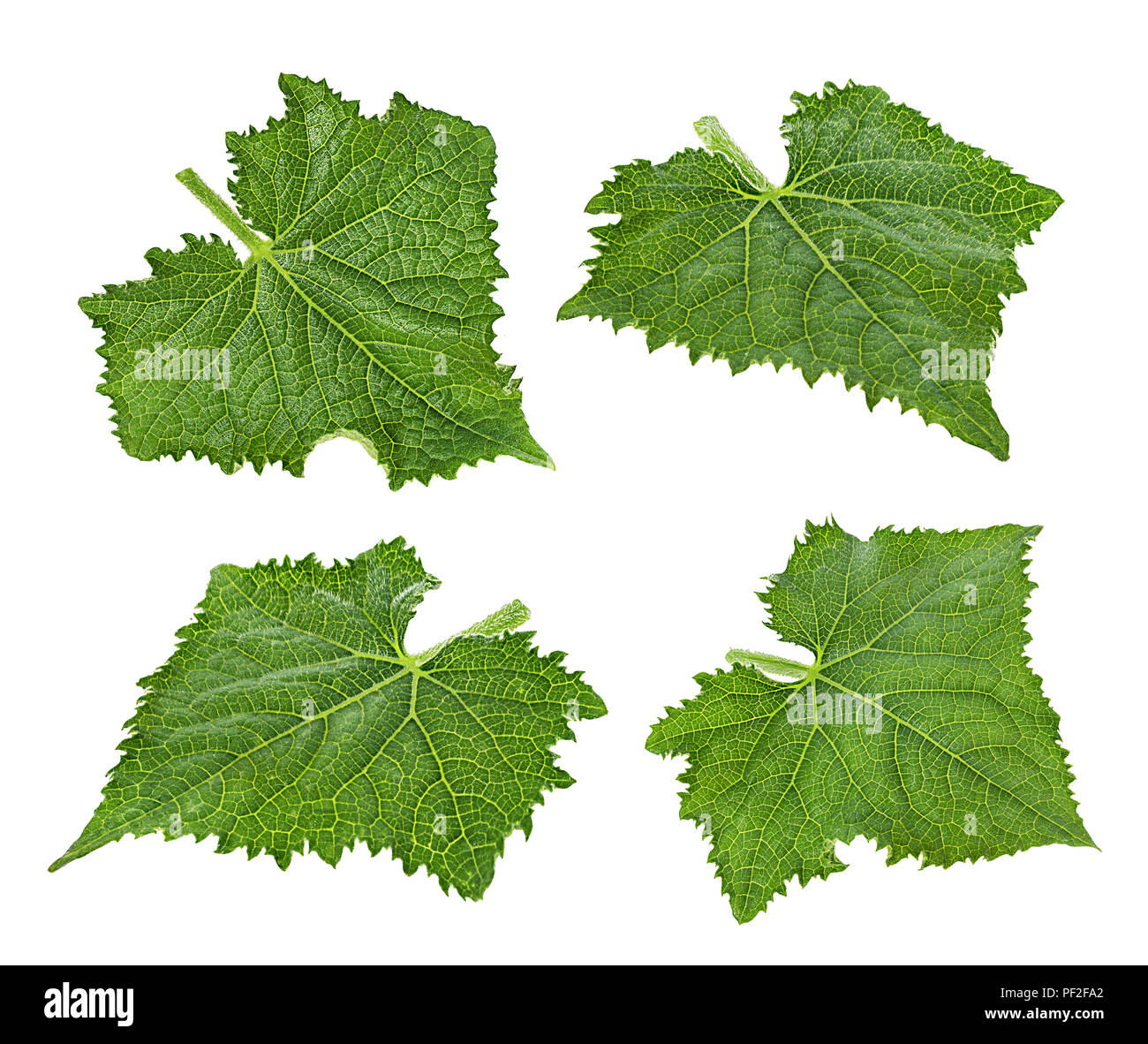 Cucumber leaf isolated on white background Stock Photo - Alamy
