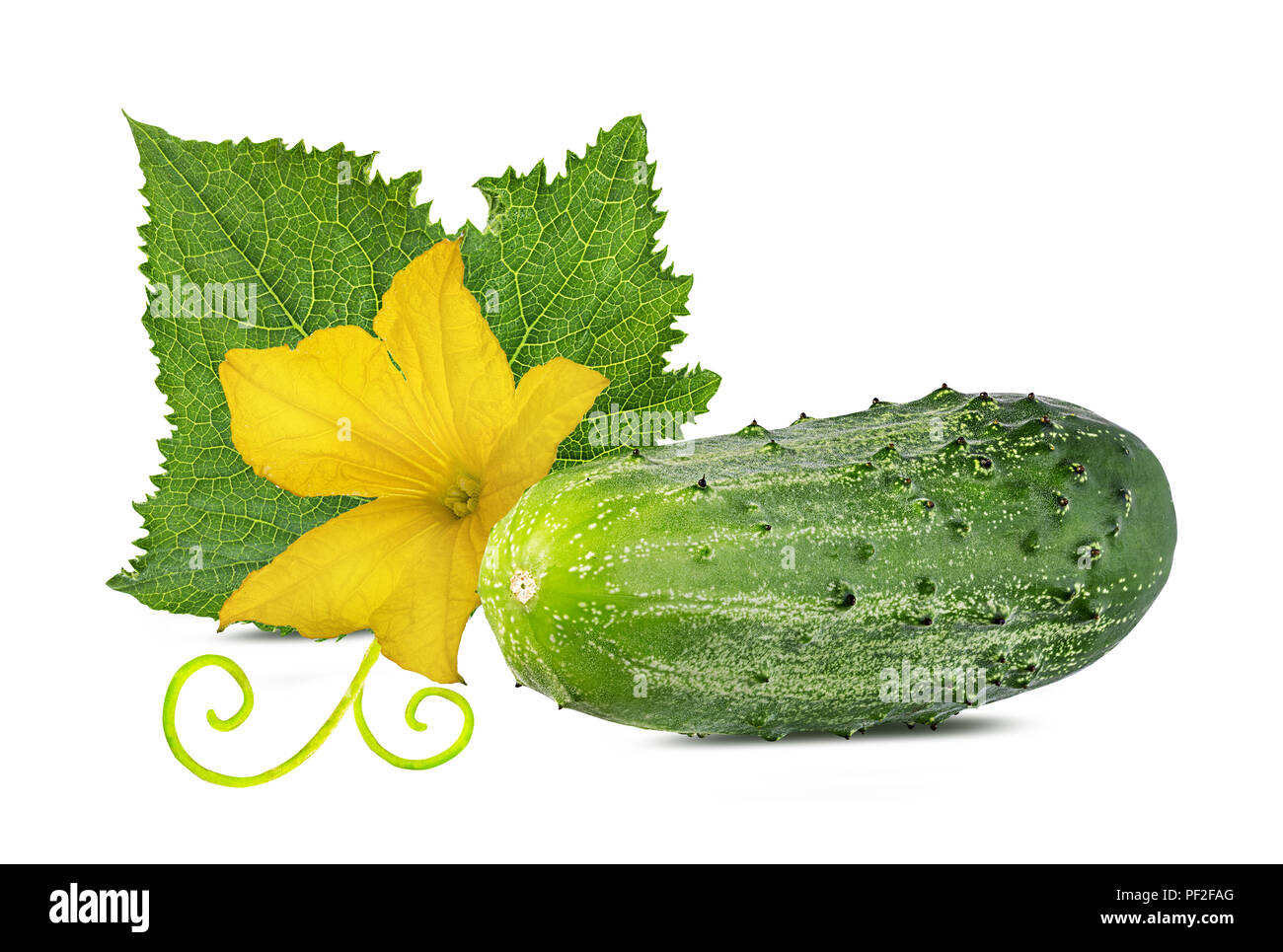 Cucumber with flower isolated on a white background Stock Photo - Alamy
