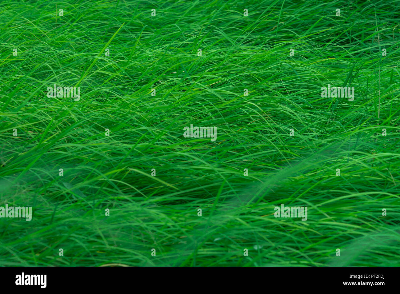Green grass with long leaves. Natural green stalks grass texture ...