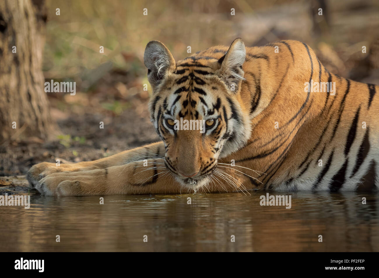 Tiger drinking water hi-res stock photography and images - Alamy
