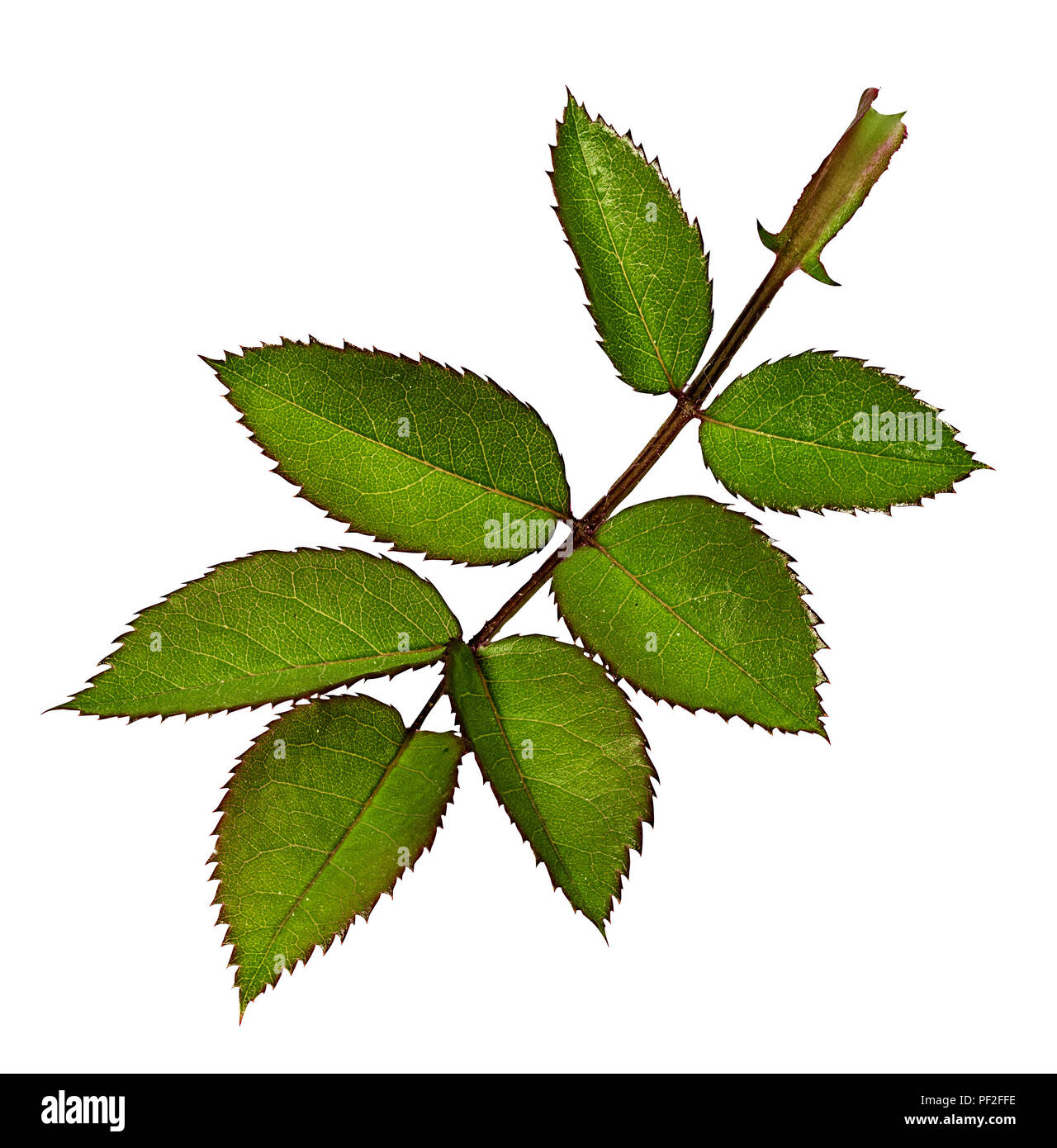 rose leaf on a white background Stock Photo - Alamy