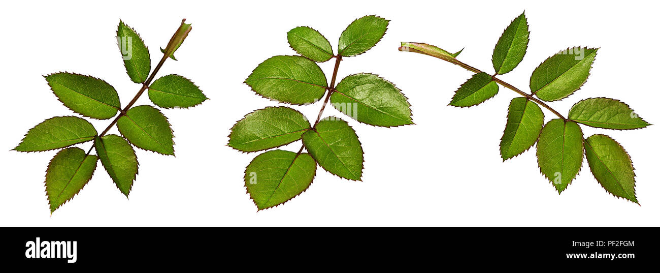 rose leaf on a white background Stock Photo - Alamy