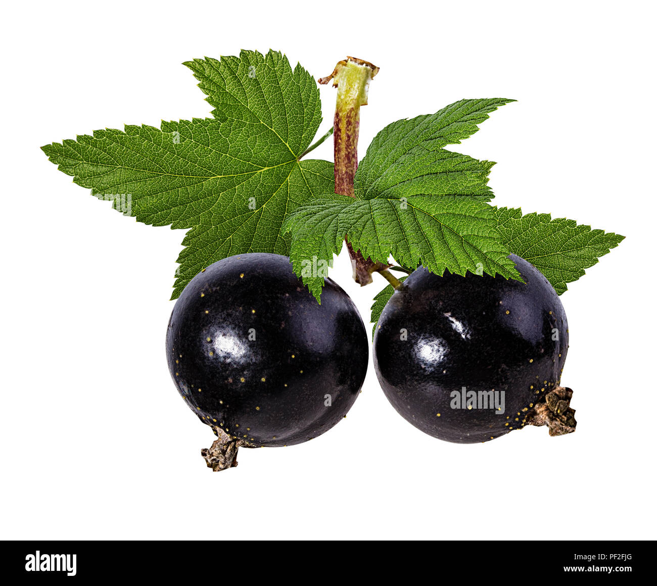 Black currant isolated hi-res stock photography and images - Alamy