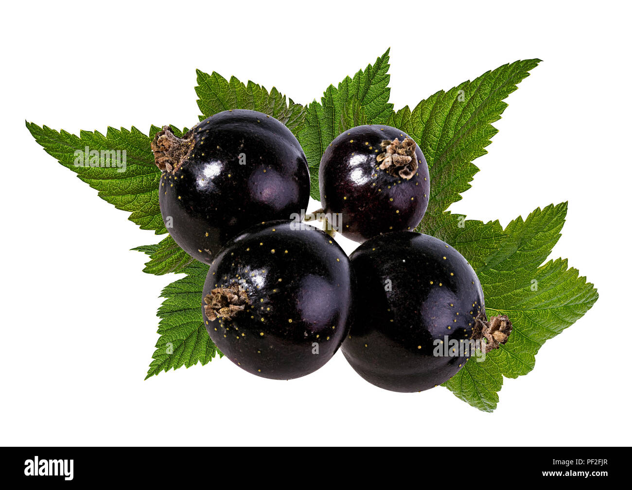Black currant isolated hi-res stock photography and images - Alamy